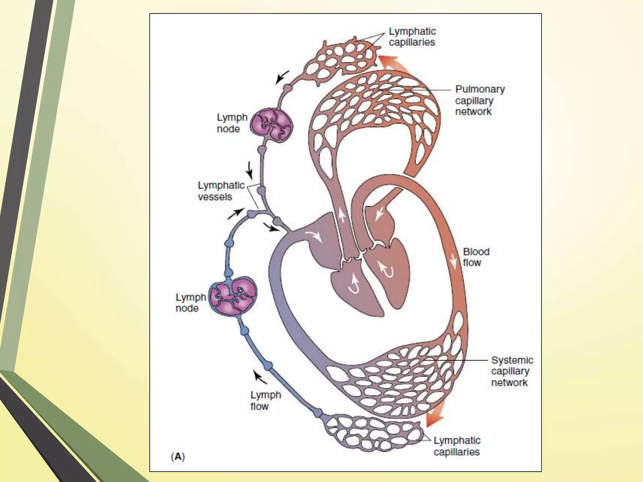 Lymphatic system: Anatomy and Physiology | PPTX