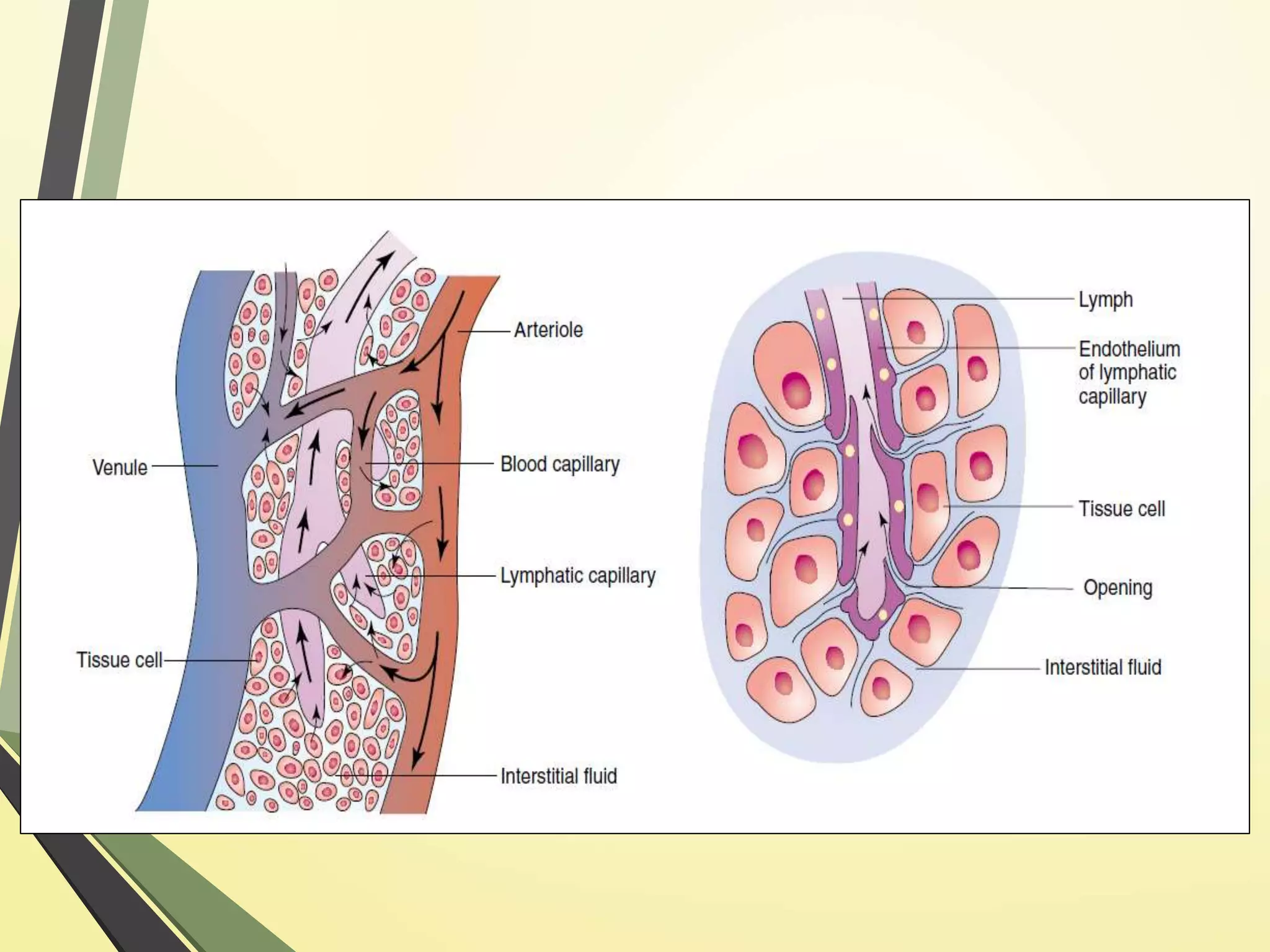 Lymphatic system: Anatomy and Physiology | PPTX
