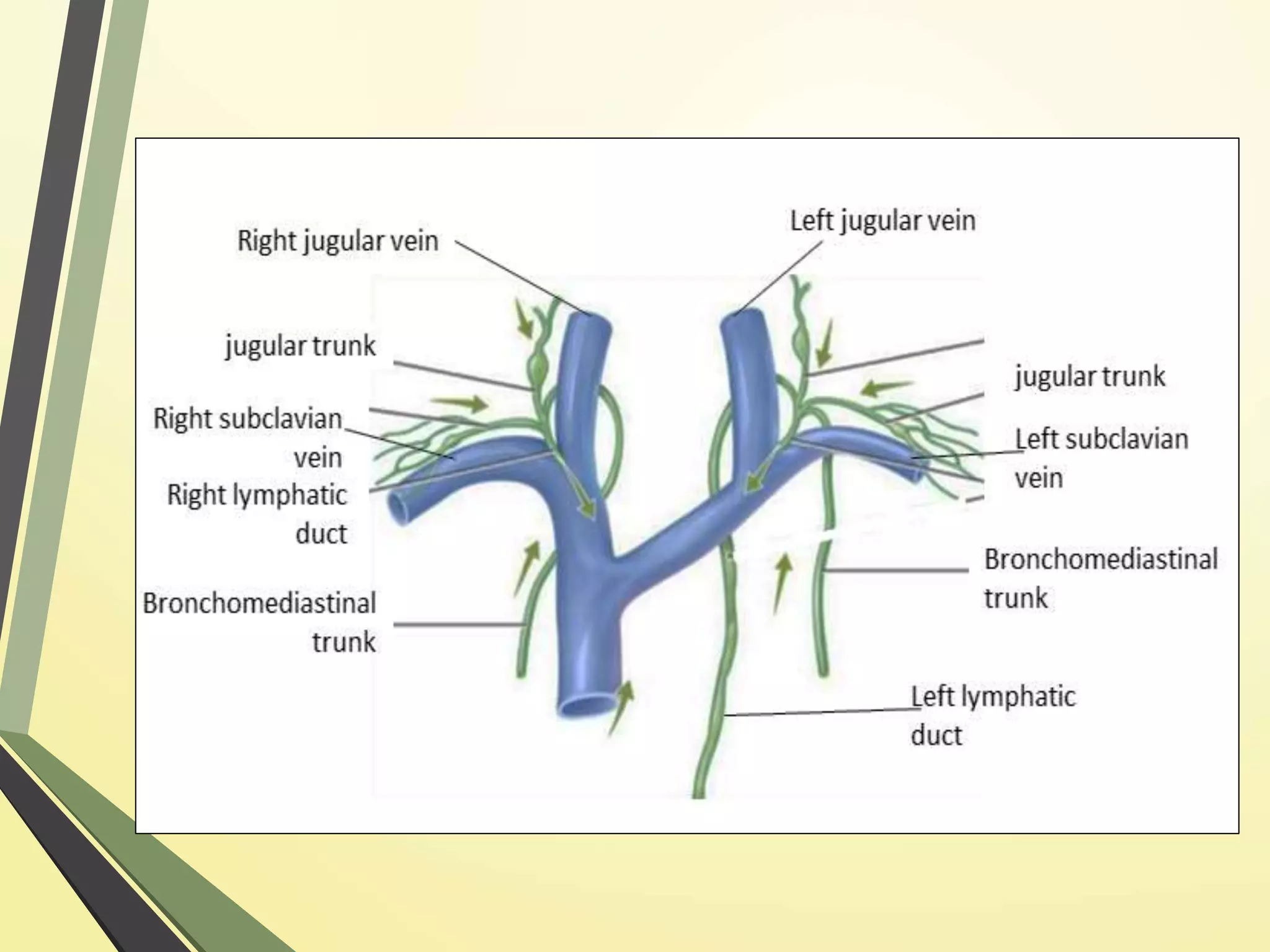 Lymphatic system: Anatomy and Physiology | PPTX