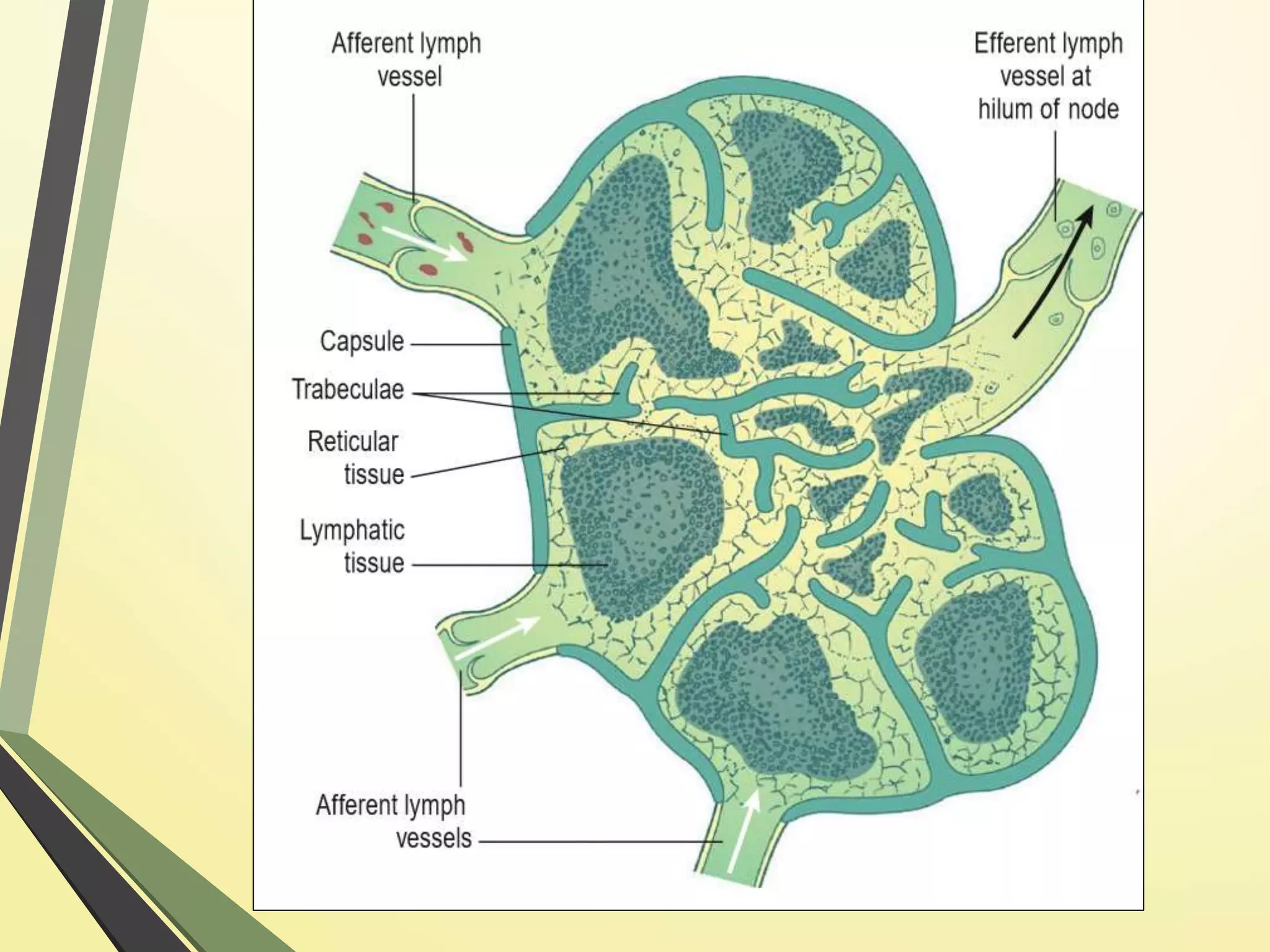 Lymphatic system: Anatomy and Physiology | PPTX