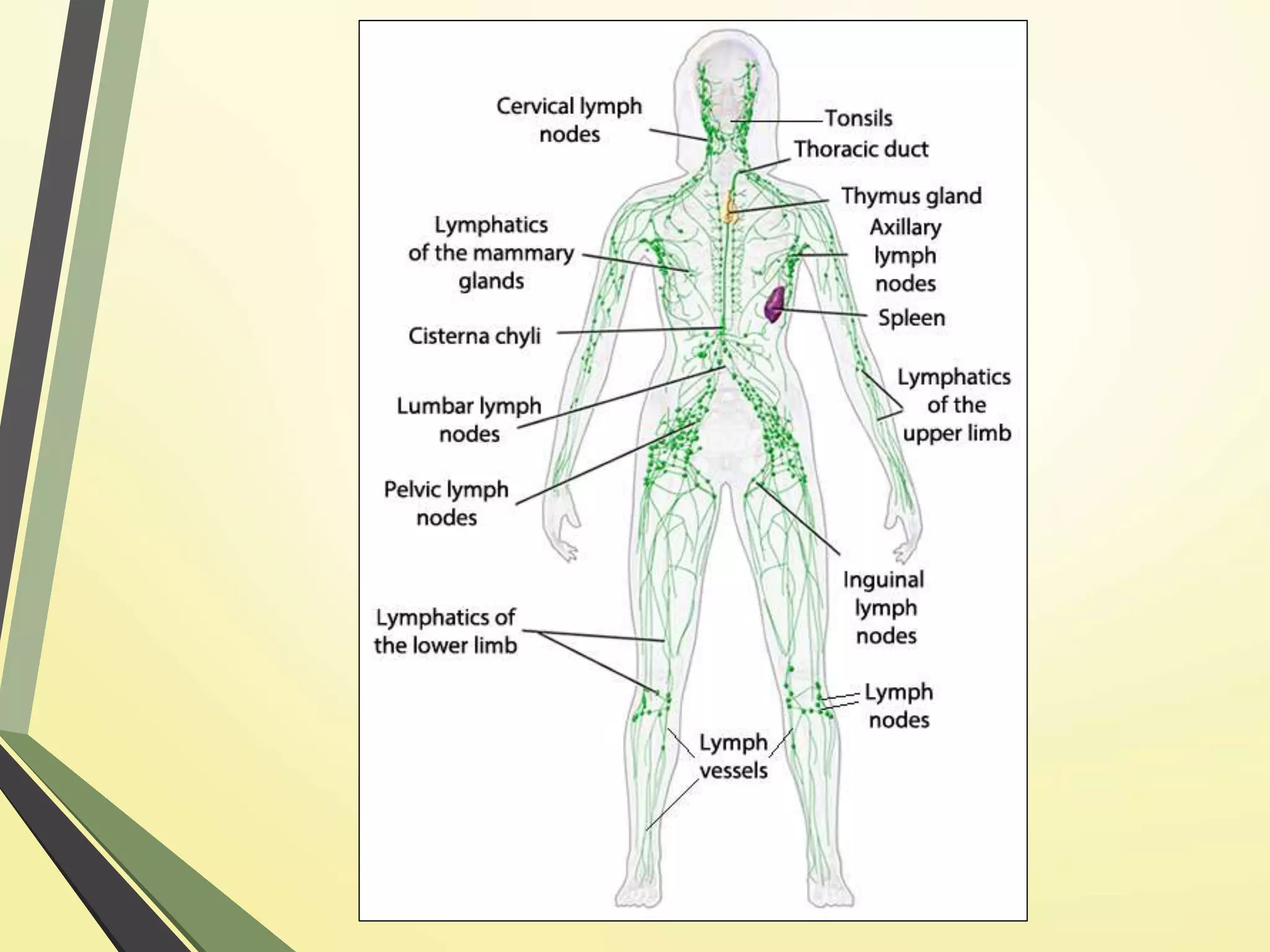 Lymphatic system: Anatomy and Physiology | PPTX