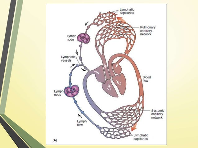 Lymphatic system: Anatomy and Physiology | PPTX