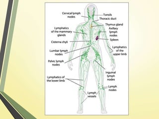 Lymphatic system: Anatomy and Physiology | PPTX