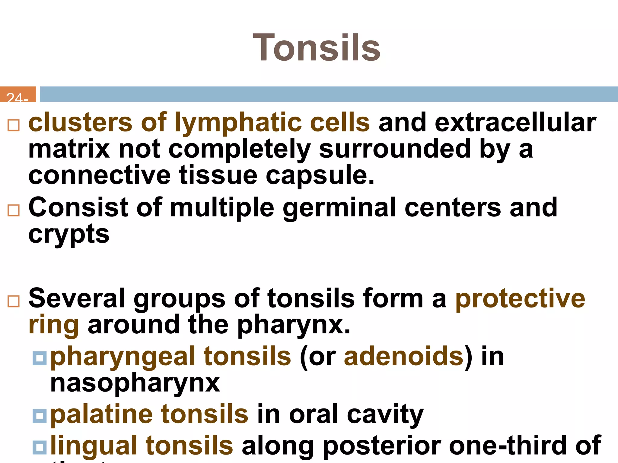 Lymphatic system | PPT