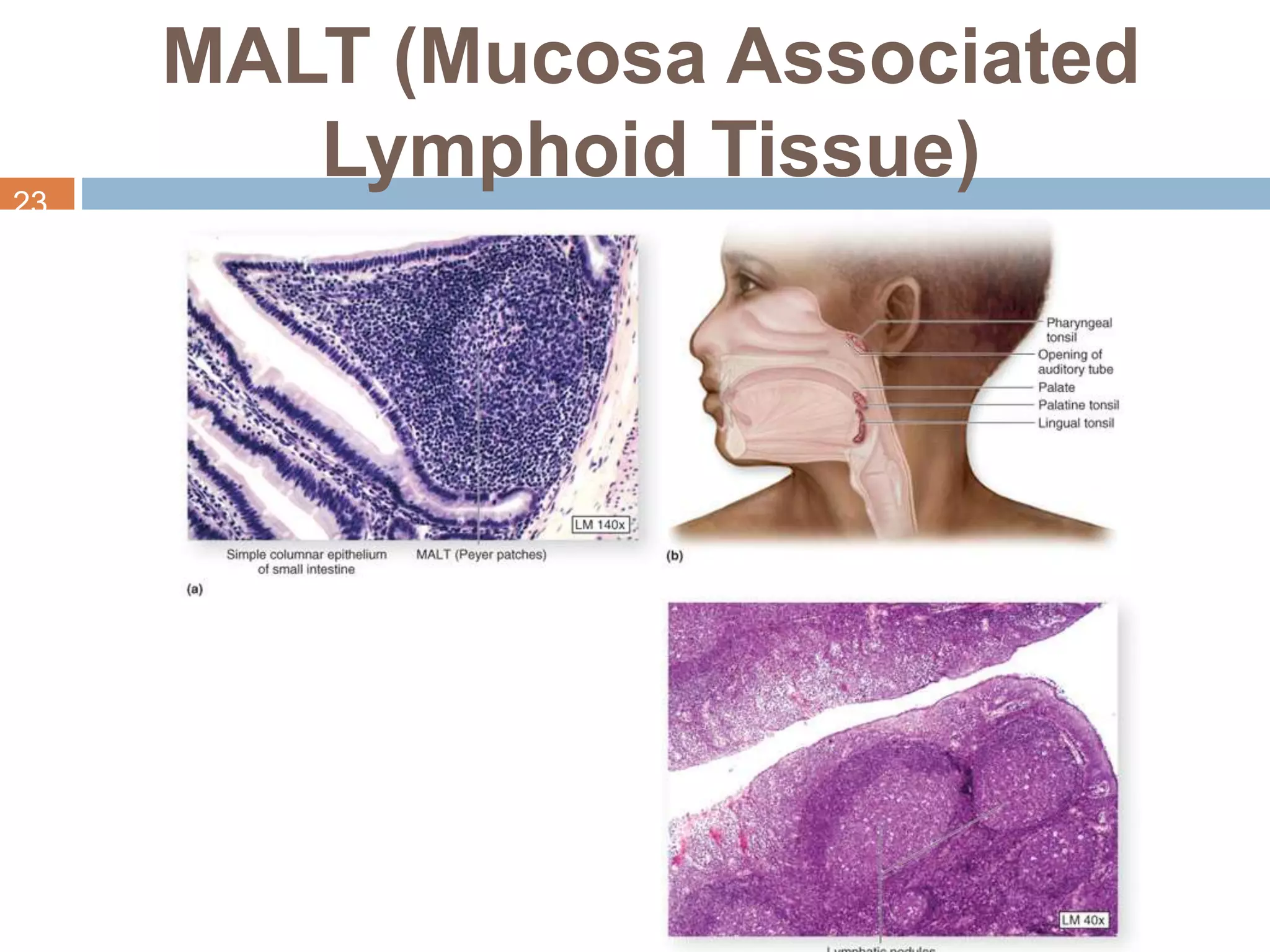 Lymphatic system | PPT