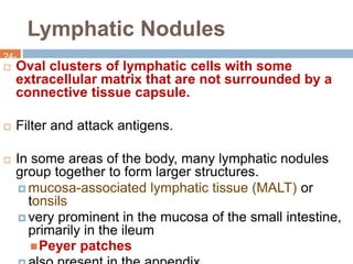 Lymphatic system | PPT