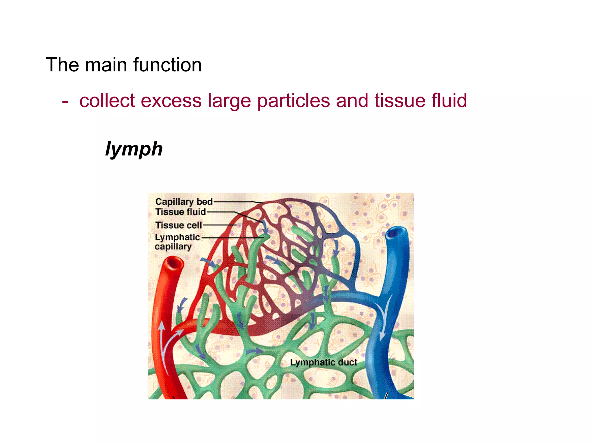 histology of Lymphatic system | PDF