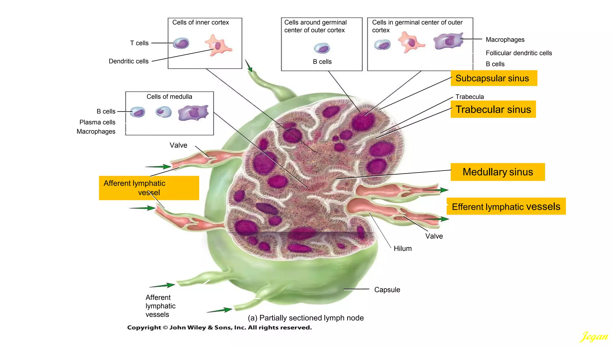 Lymphatic system and Immunity | PDF