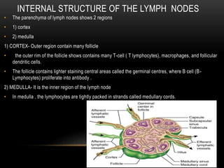 Lymphatic system | PPT