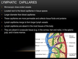 Lymphatic system | PPT