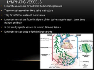 Lymphatic system | PPT
