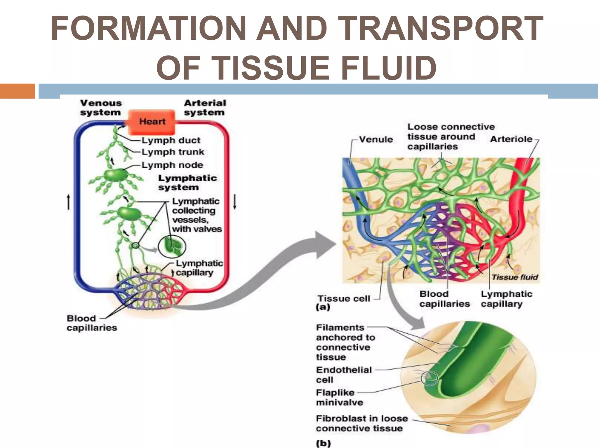 Lymphatic system | PPT