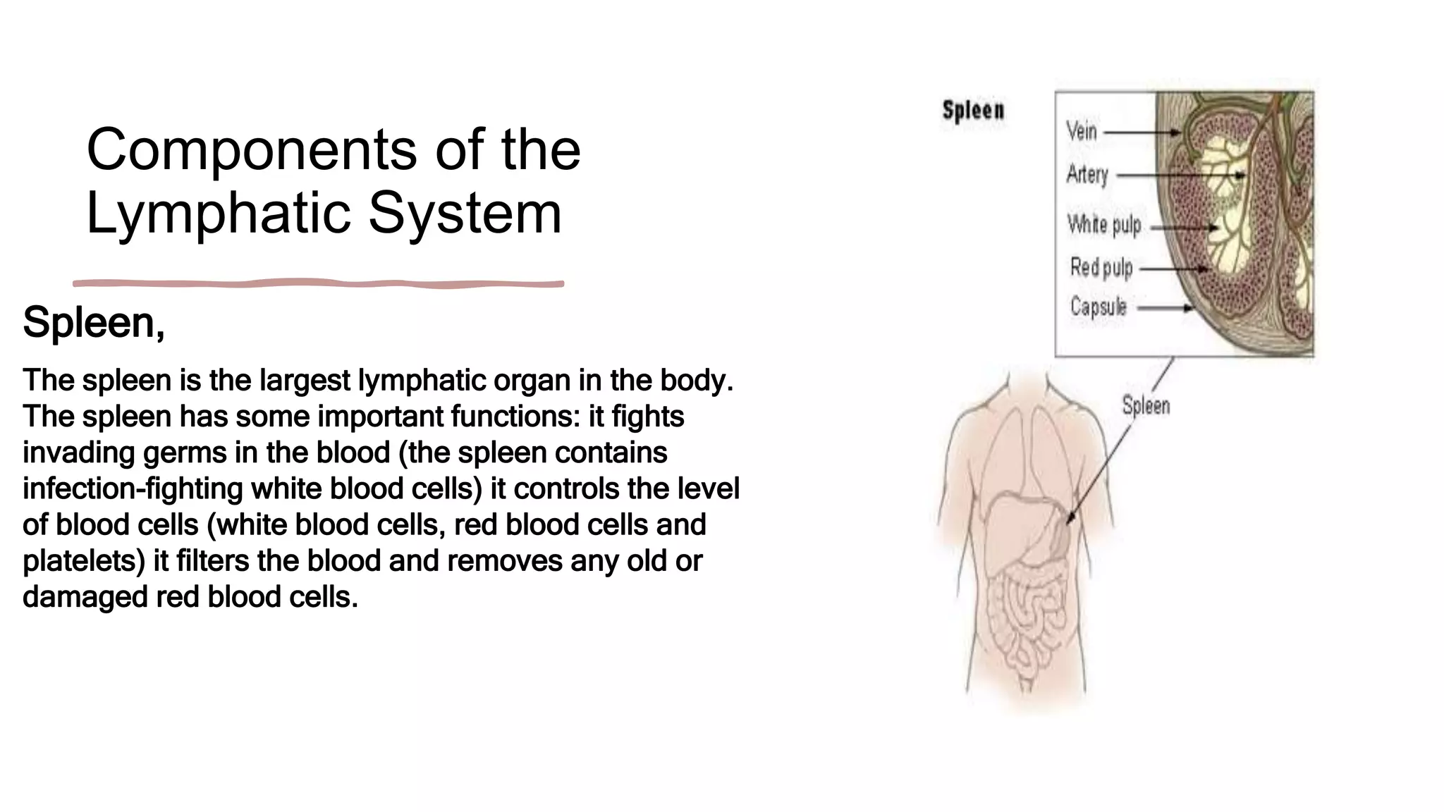 Lymphatic system | PPT | Free Download