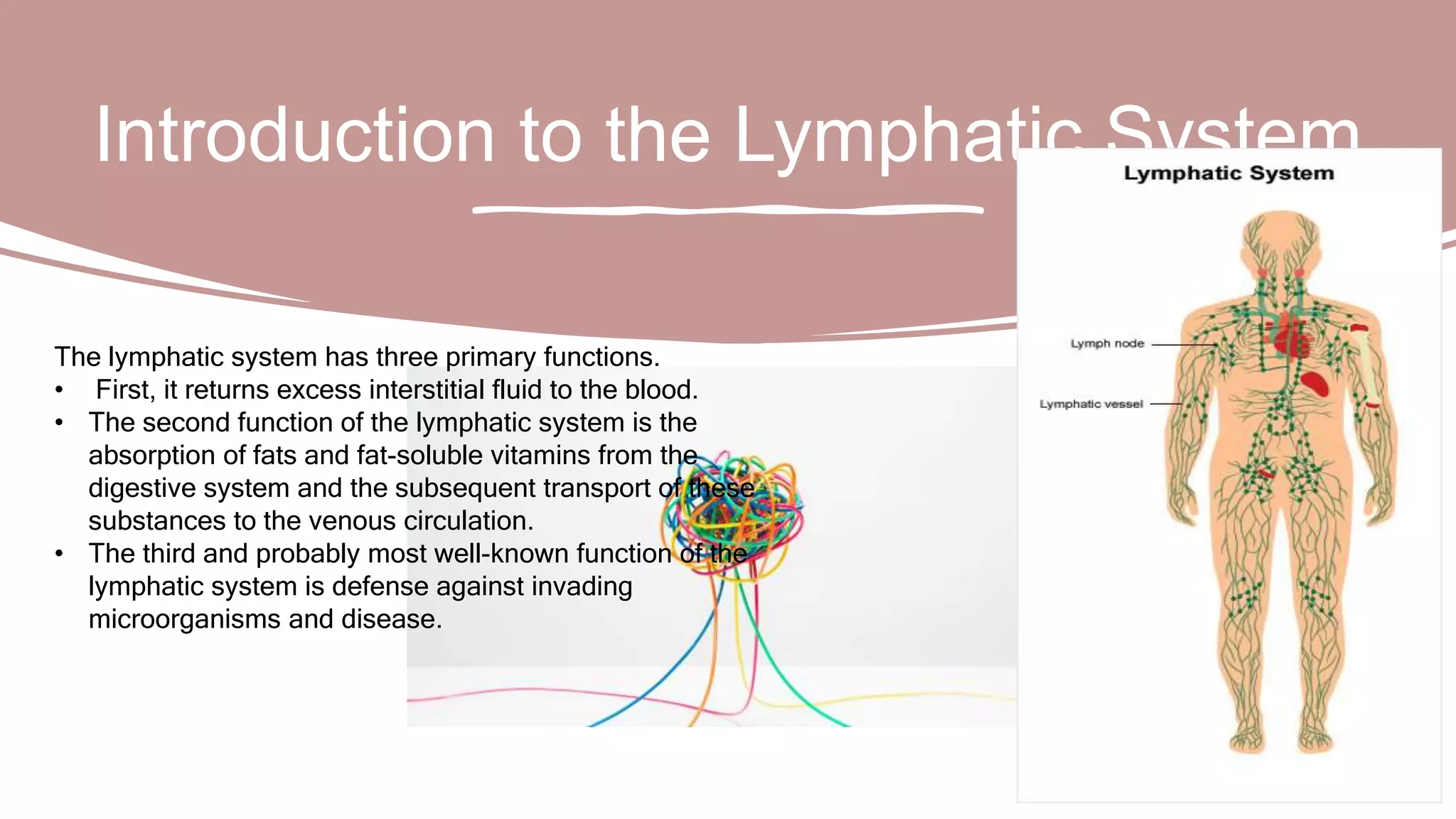 Lymphatic system | PPT