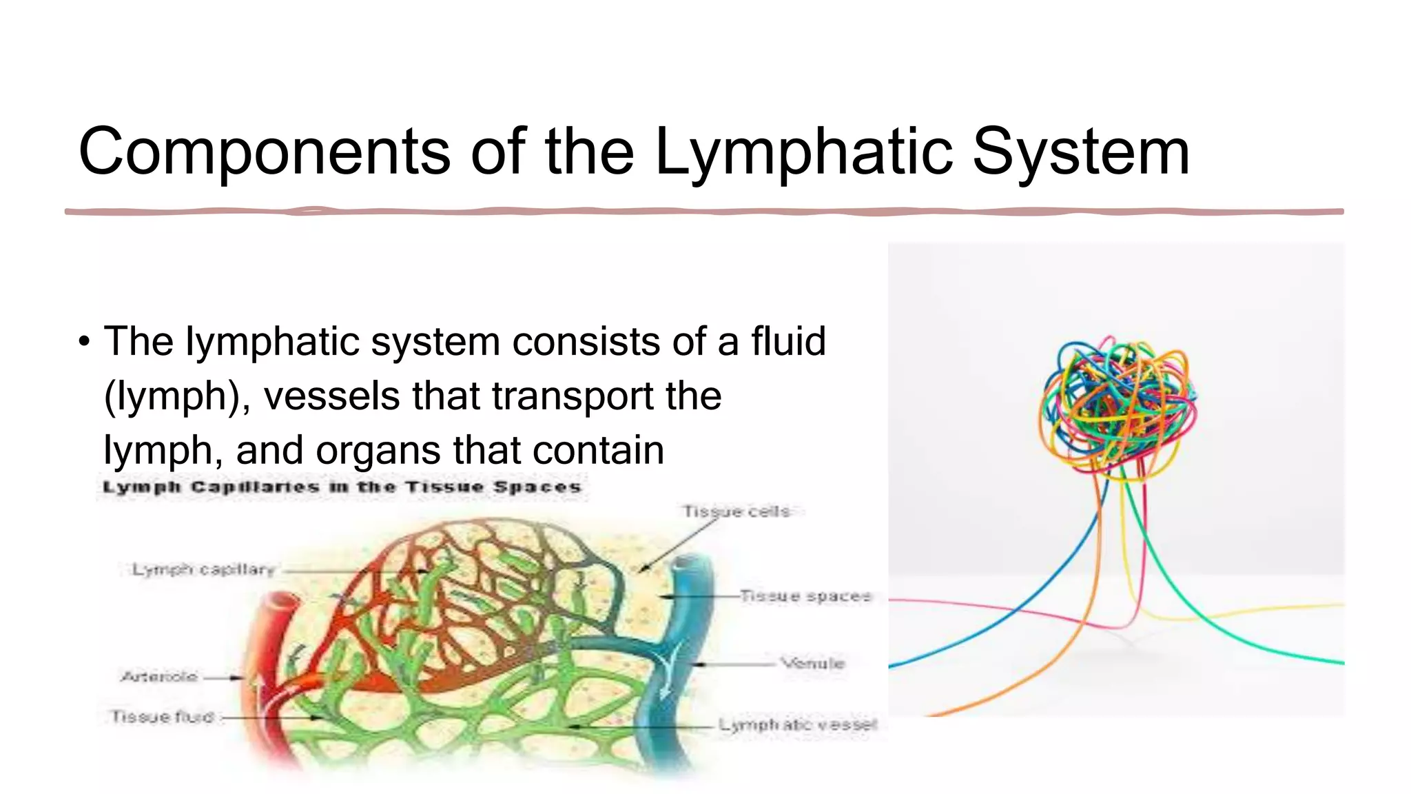 Lymphatic system | PPT