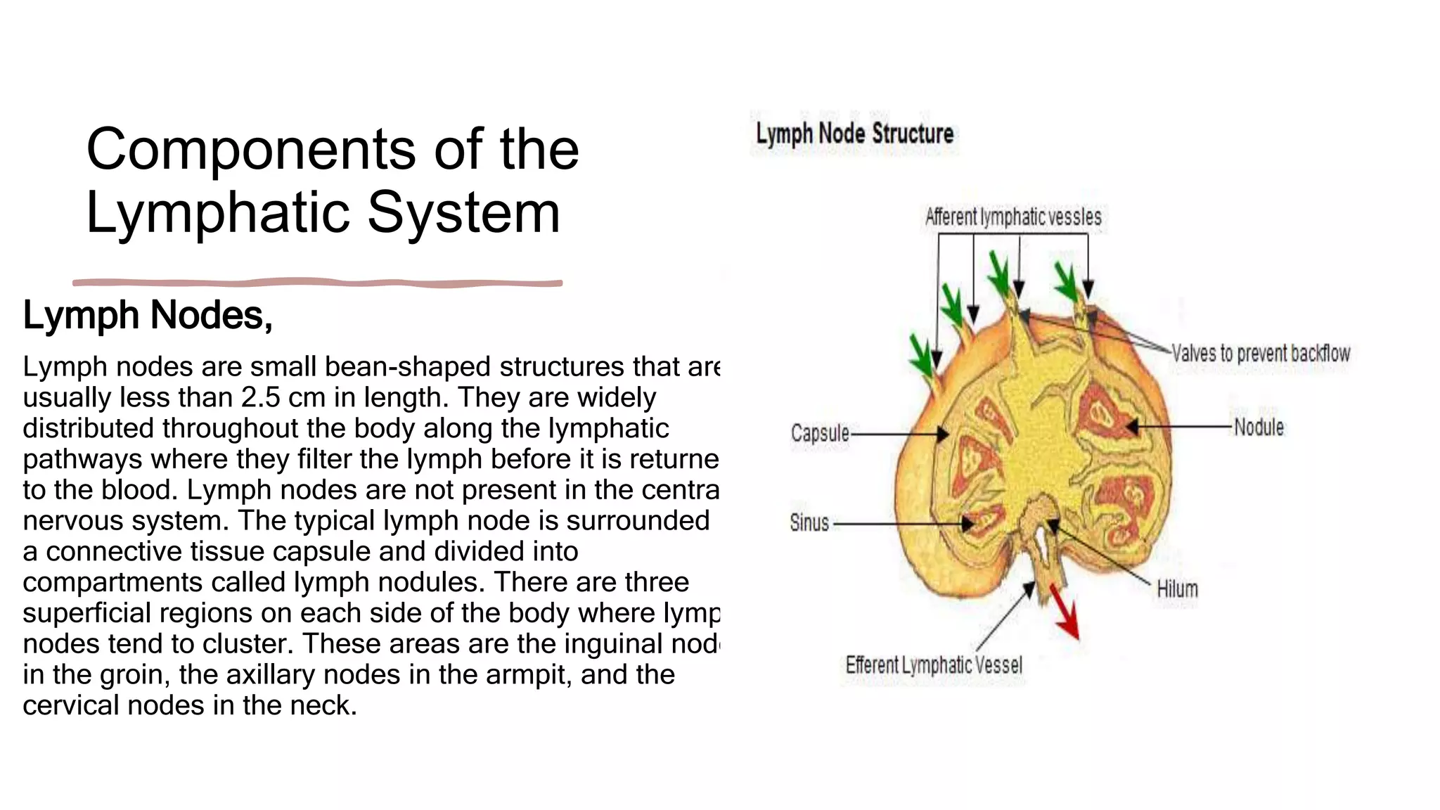 Lymphatic system | PPT