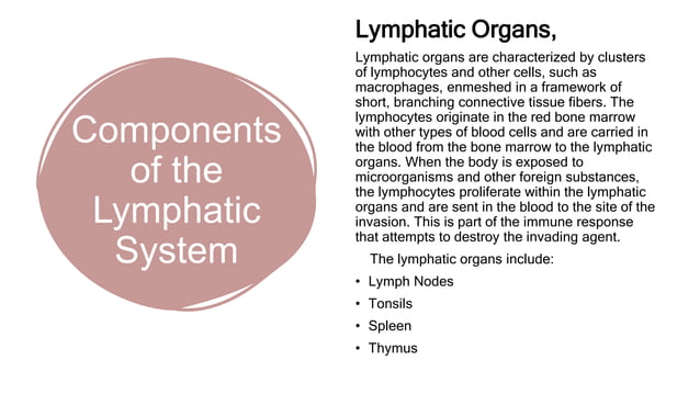 Lymphatic system | PPT