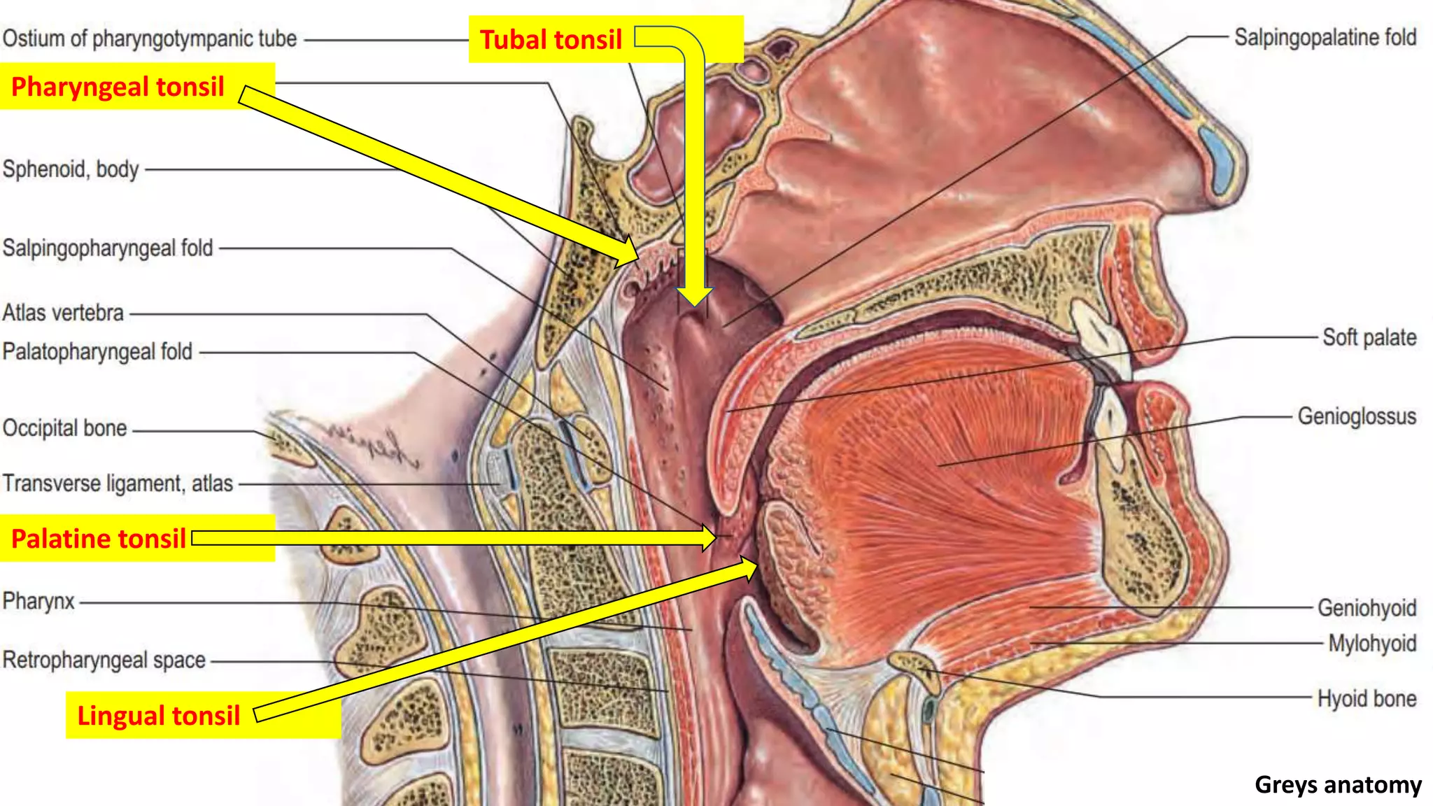 Lymphatic system of Head&Neck ; TNM Staging 8th edition | PPTX