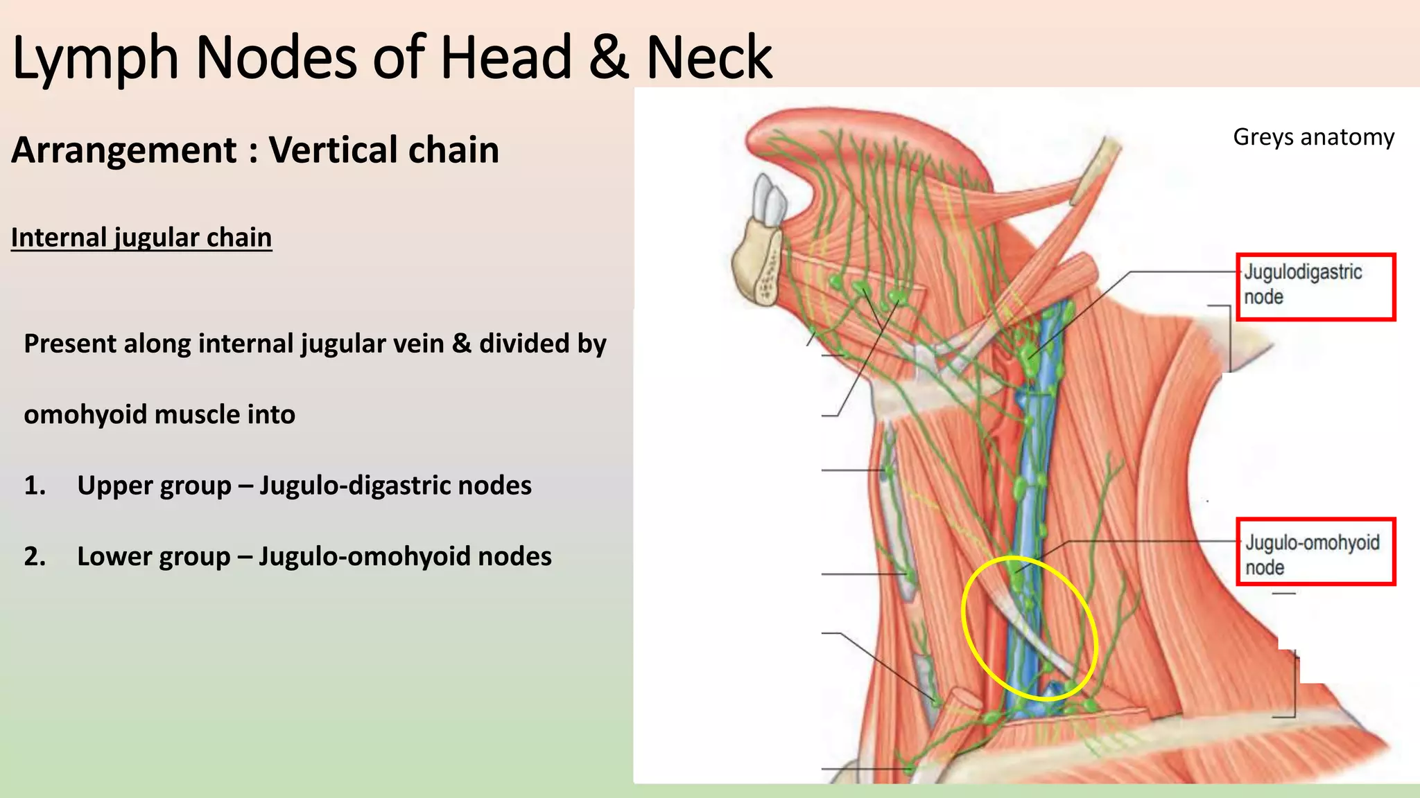Lymphatic system of Head&Neck ; TNM Staging 8th edition | PPTX