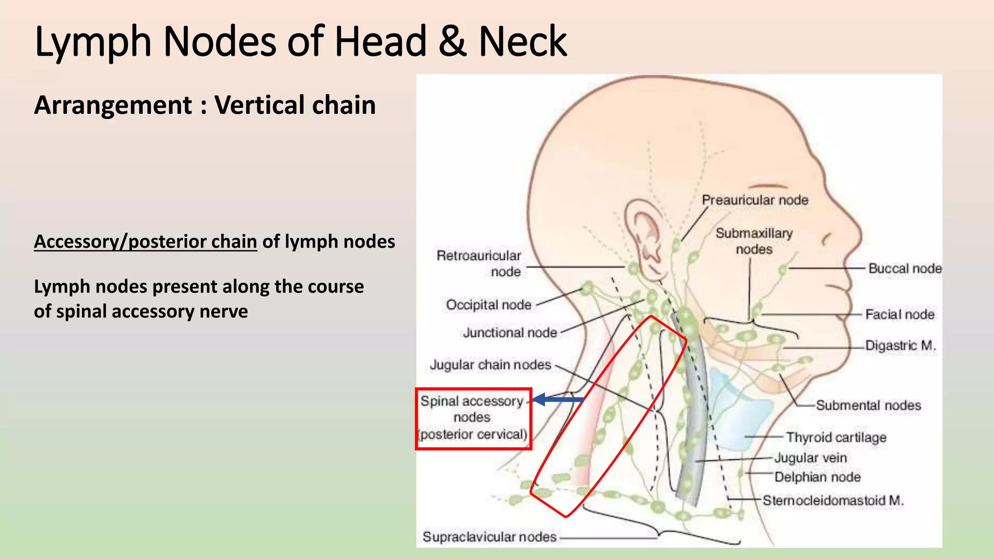 Lymphatic system of Head&Neck ; TNM Staging 8th edition | PPTX