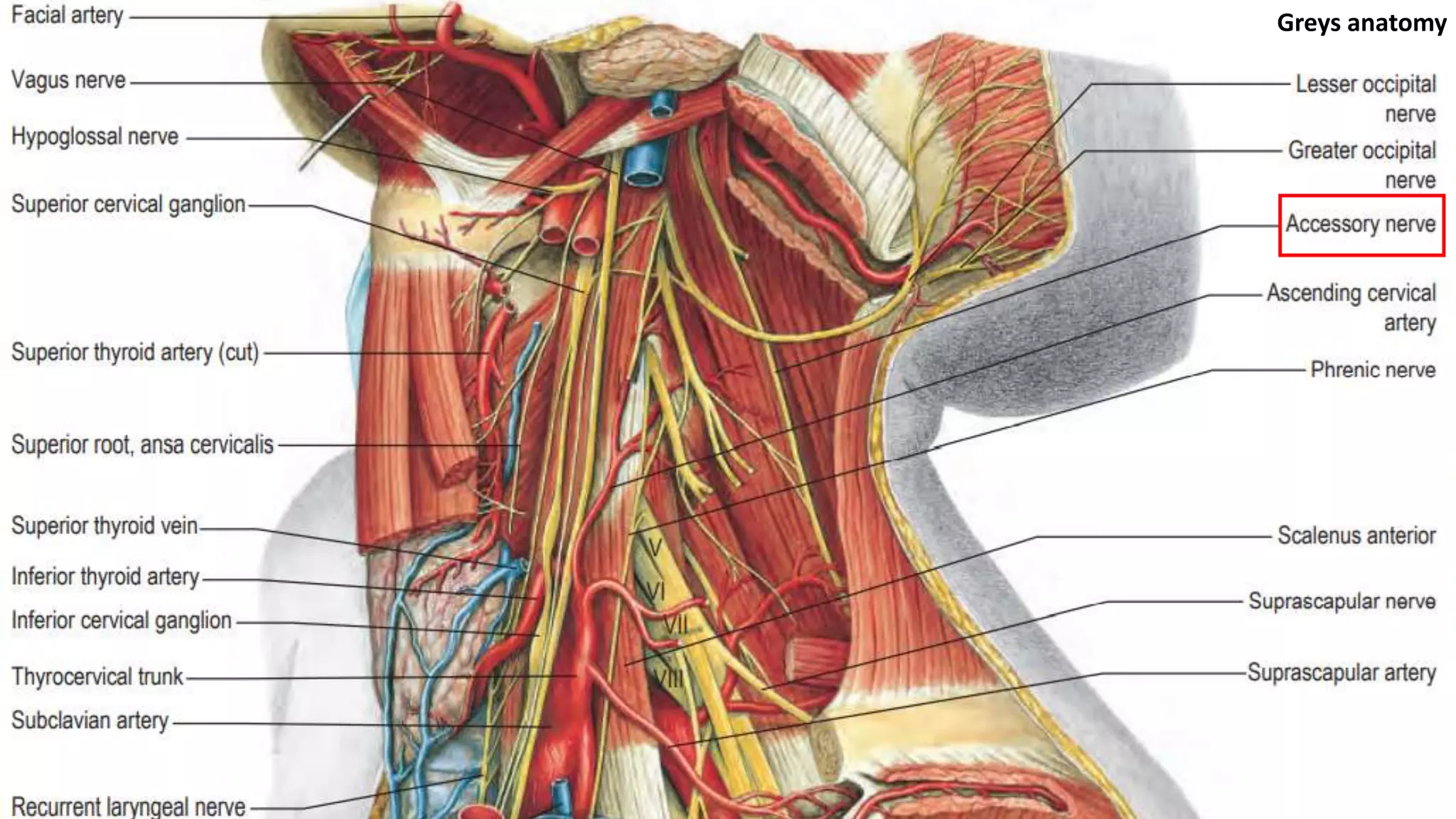 Lymphatic system of Head&Neck ; TNM Staging 8th edition | PPTX