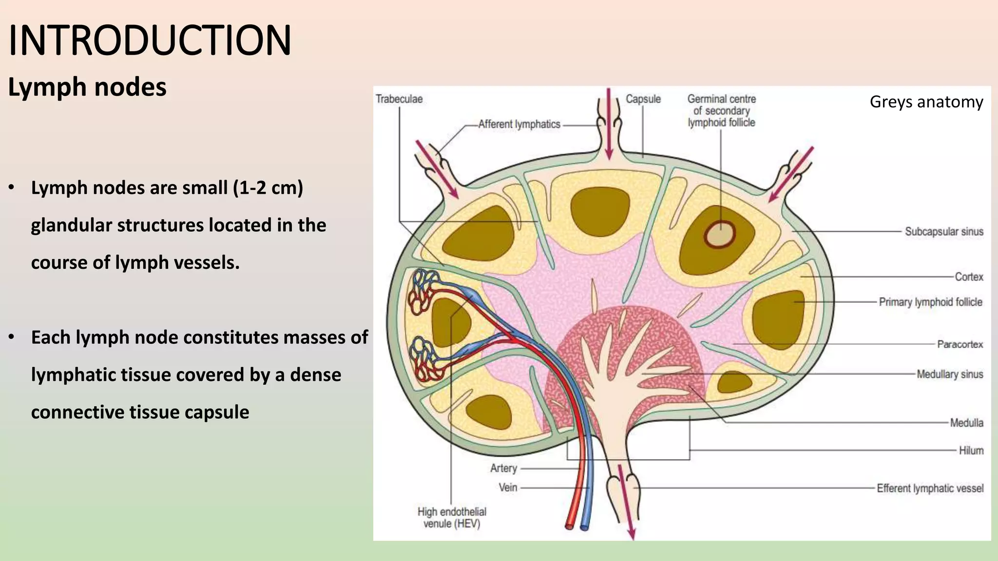 Lymphatic system of Head&Neck ; TNM Staging 8th edition | PPTX