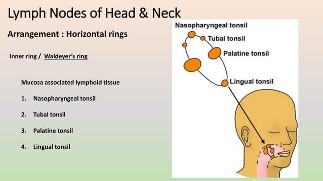 Lymphatic system of Head&Neck ; TNM Staging 8th edition | PPTX | Ear, Nose and Throat Conditions ...