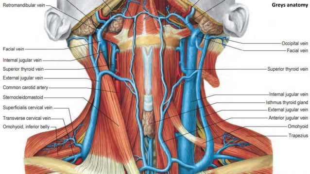 Lymphatic system of Head&Neck ; TNM Staging 8th edition | PPTX | Ear, Nose and Throat Conditions ...