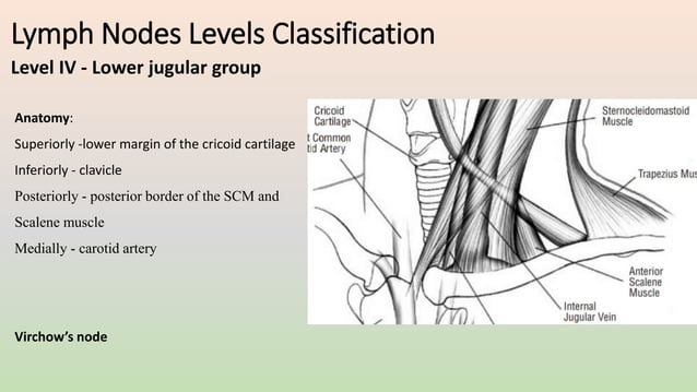 Lymphatic system of Head&Neck ; TNM Staging 8th edition | PPTX | Ear, Nose and Throat Conditions ...