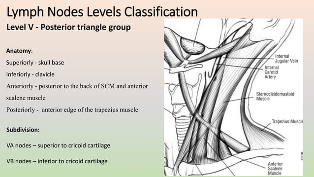 Lymphatic system of Head&Neck ; TNM Staging 8th edition | PPTX | Ear, Nose and Throat Conditions ...