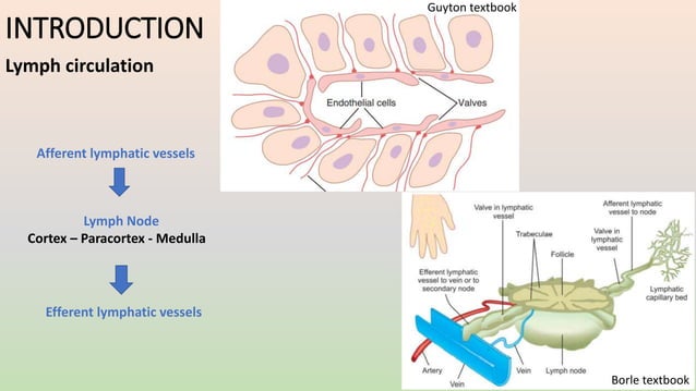 Lymphatic system of Head&Neck ; TNM Staging 8th edition | PPTX | Ear, Nose and Throat Conditions ...