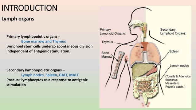 Lymphatic system of Head&Neck ; TNM Staging 8th edition | PPTX | Ear ...