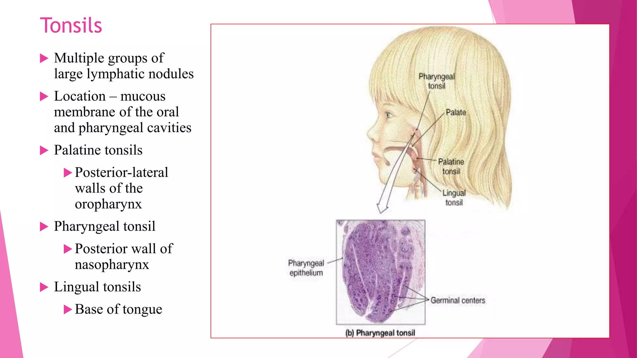 Lymphatic system | PPTX