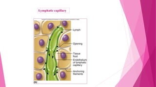 Lymphatic system | PPTX