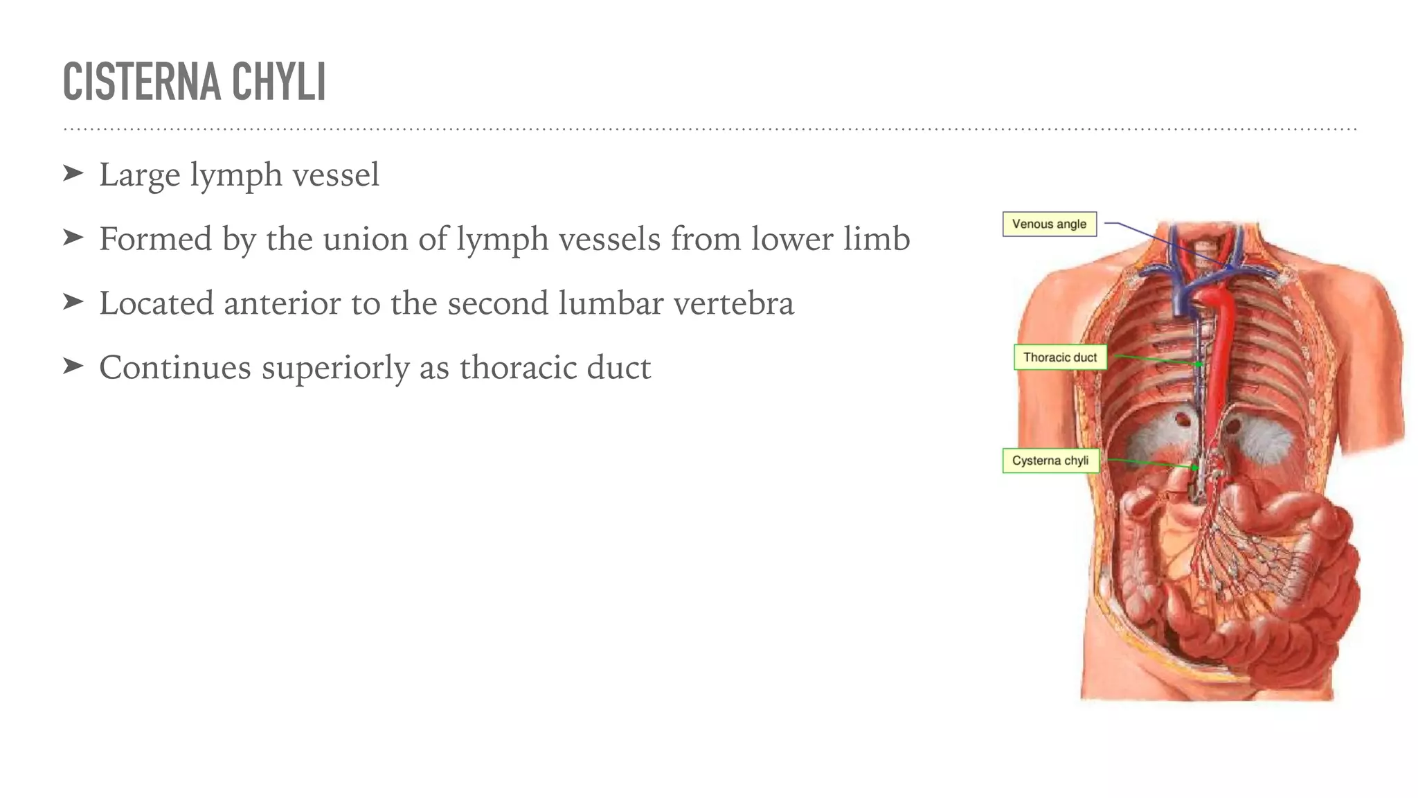Lymphatic system | PDF