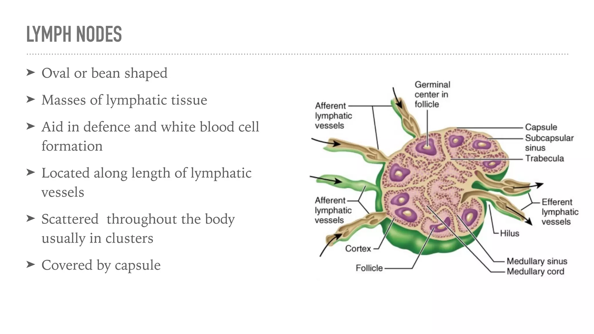 Lymphatic system | PDF
