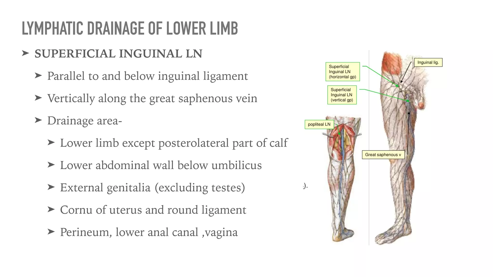 Lymphatic system | PDF
