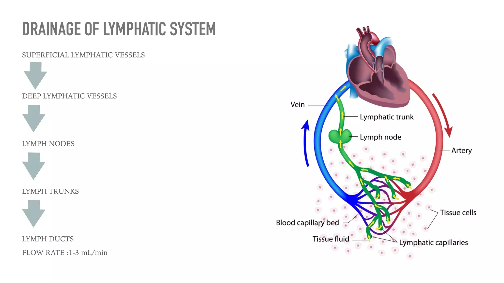 Lymphatic system | PPT