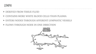Lymphatic system | PPT