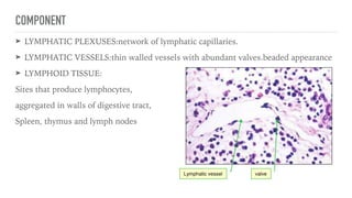 Lymphatic system | PPT