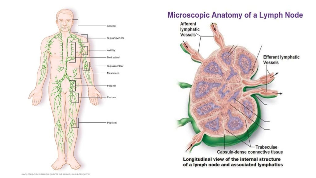 Lymphatic system.pptx