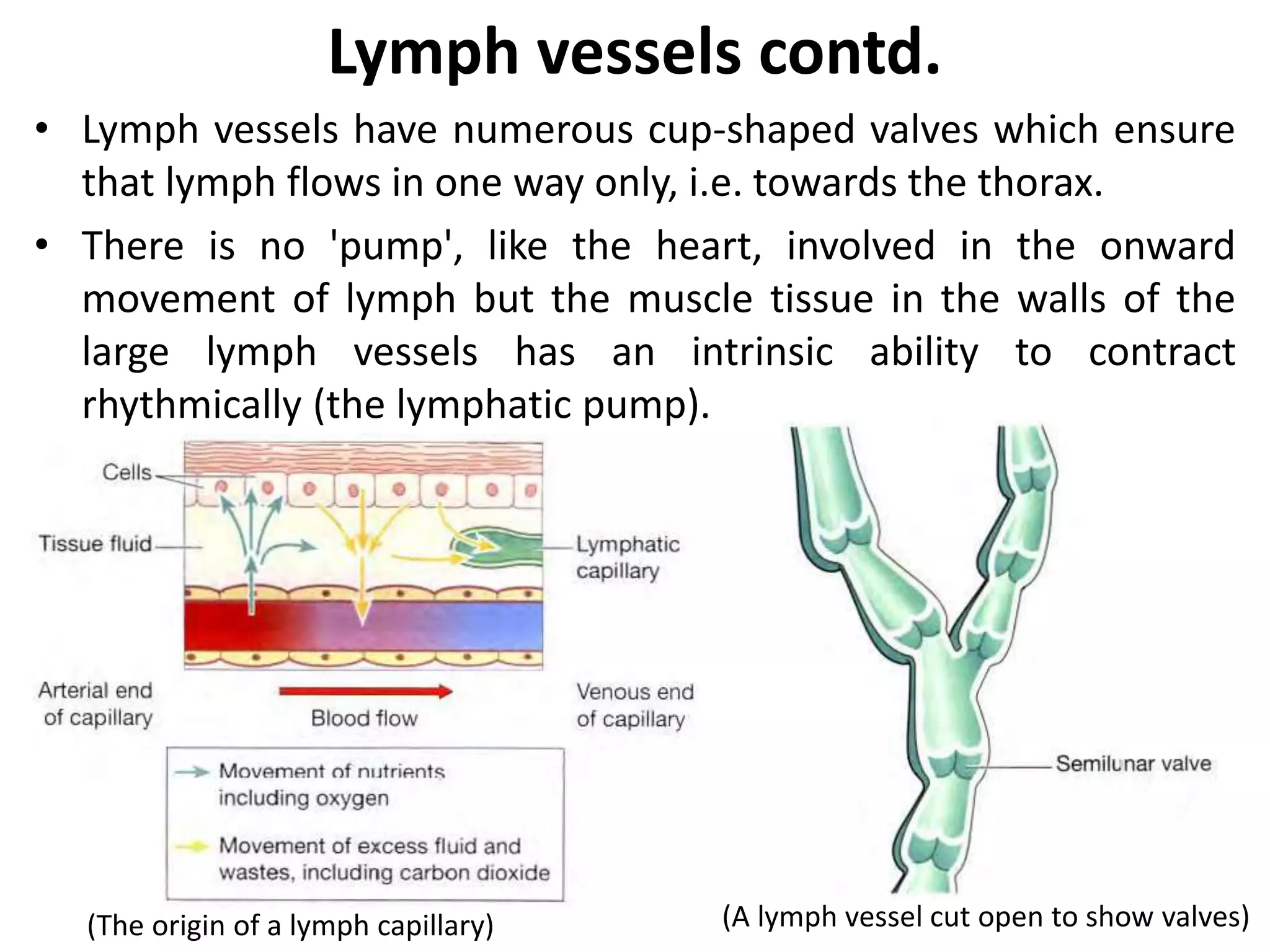 2. Lymphatic System.pptx | Biological Sciences | Science