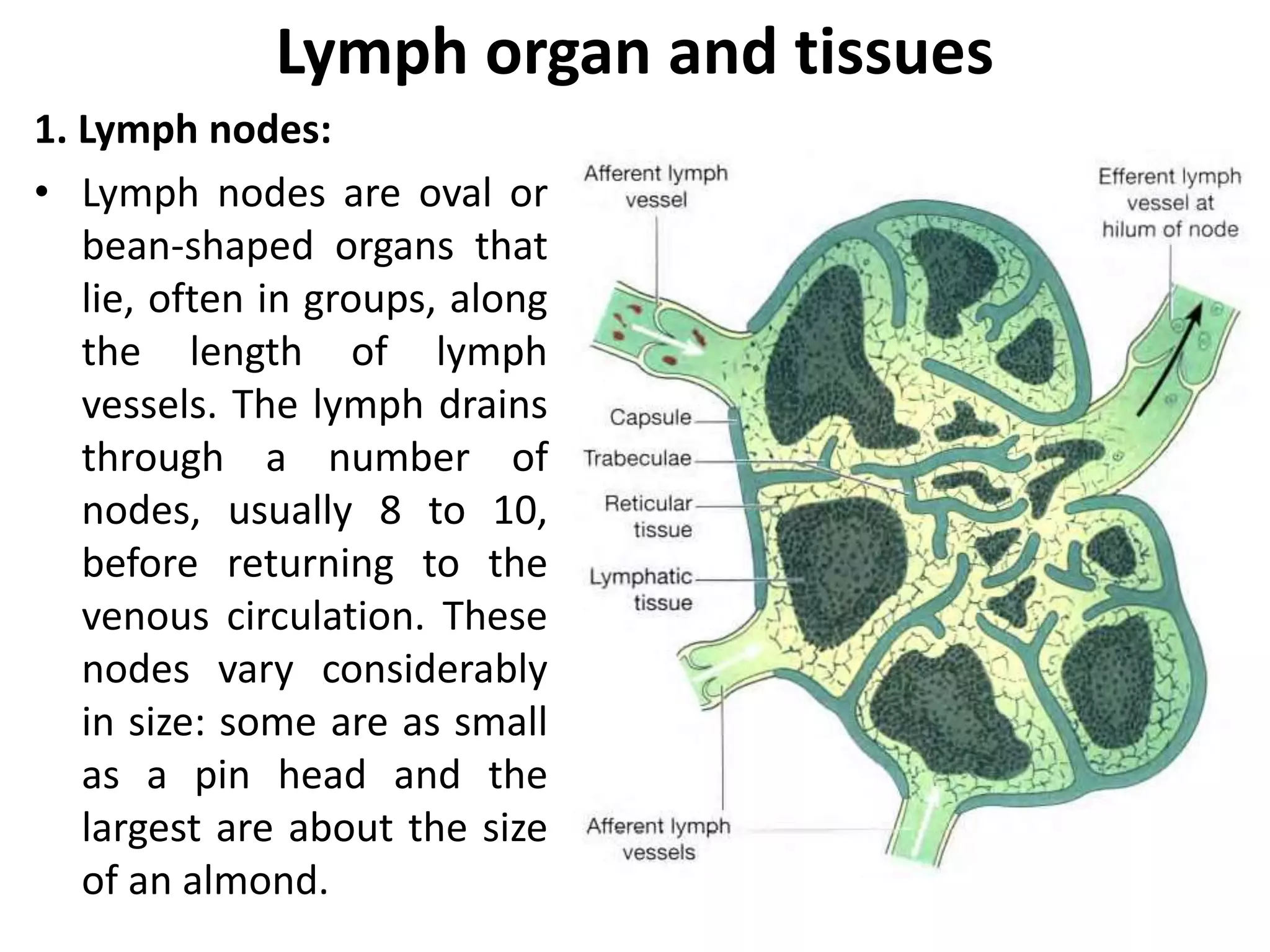 2. Lymphatic System.pptx | Biological Sciences | Science