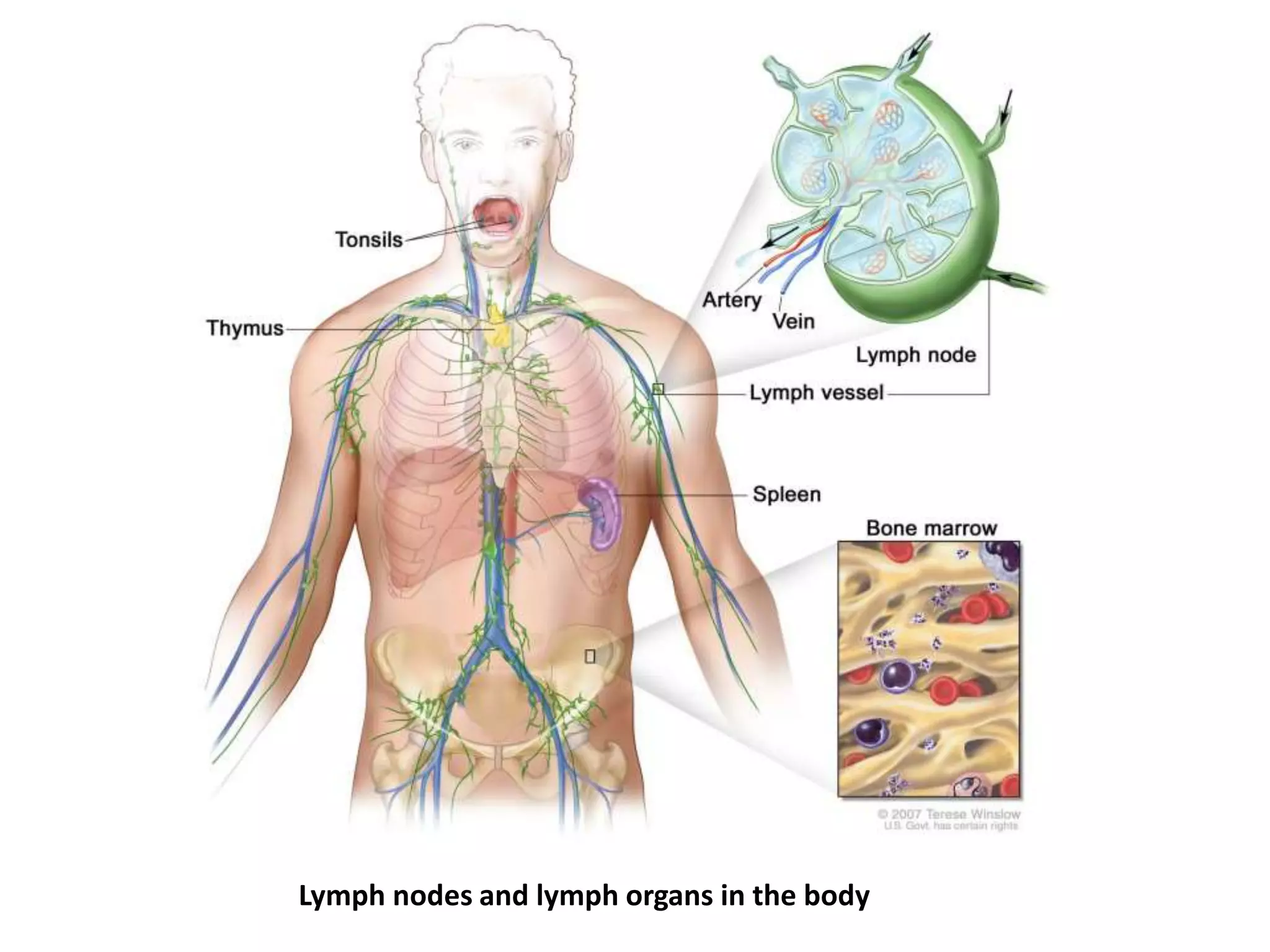2. Lymphatic System.pptx | Biological Sciences | Science