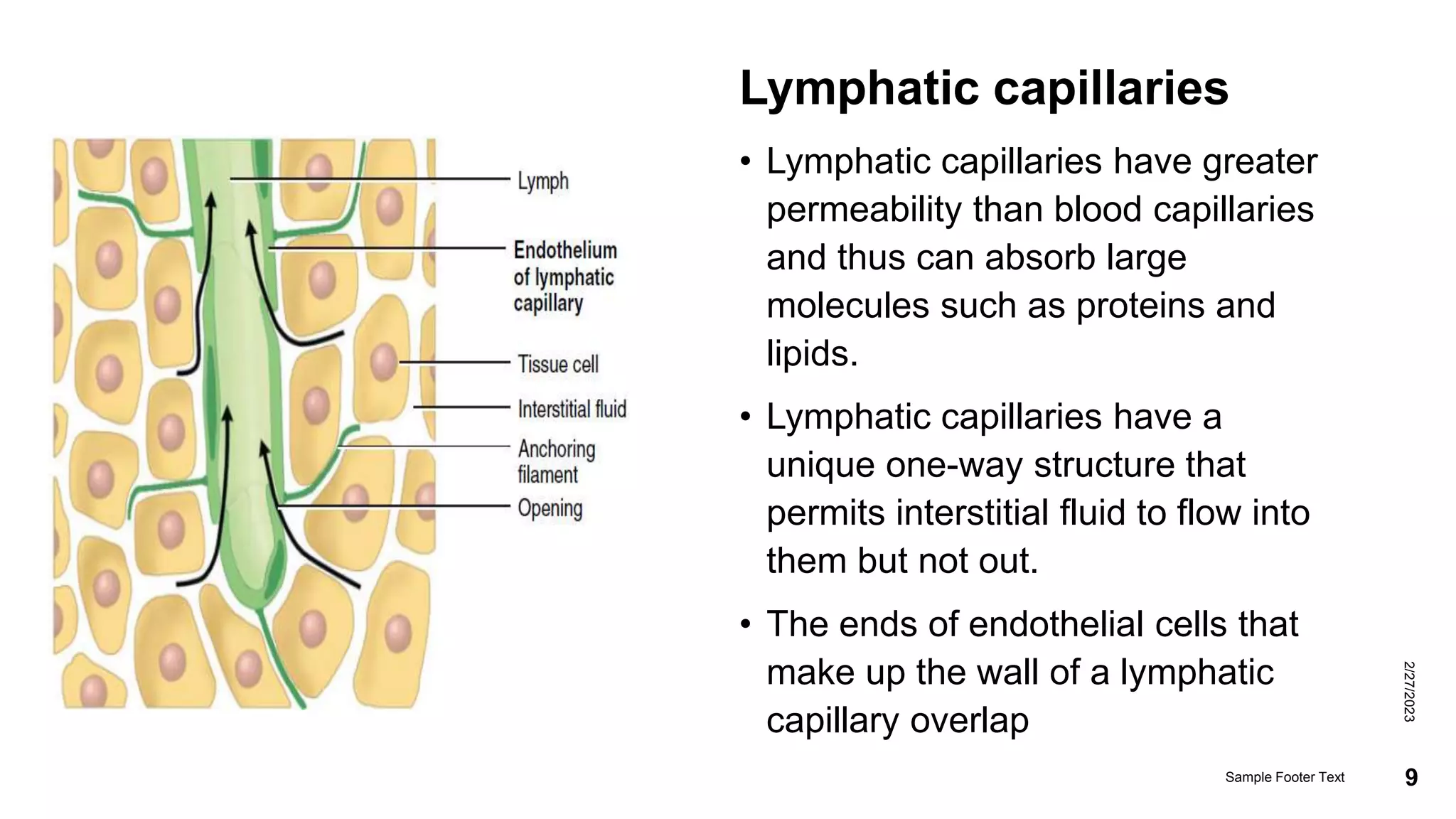Lymphatic System.pptx | Biological Sciences | Science