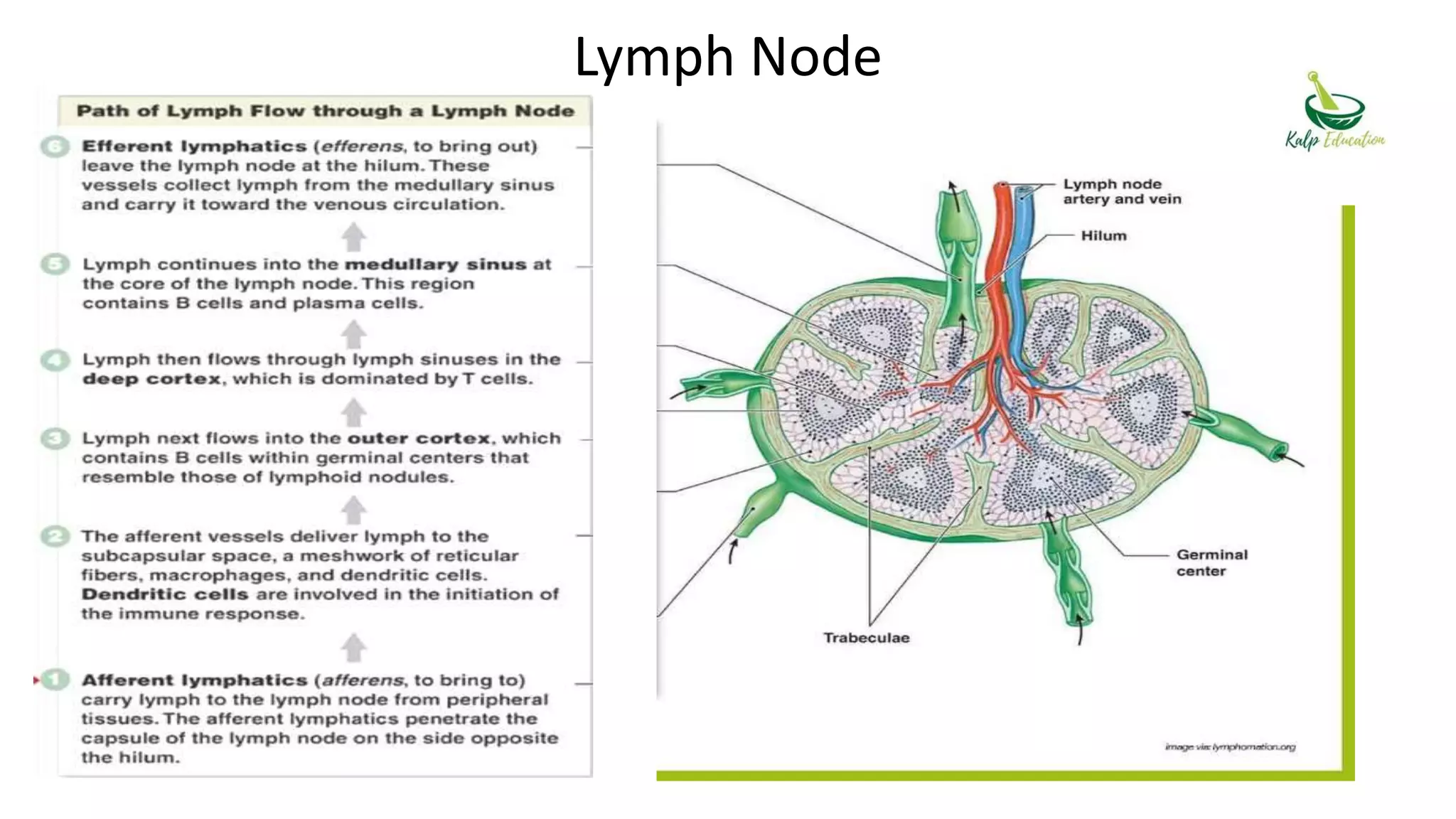 lymphatic system.pptx