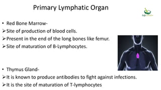 lymphatic system.pptx
