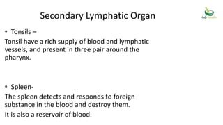 lymphatic system.pptx