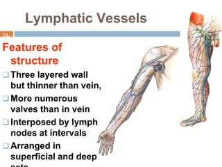 lymphatic_system.ppt
