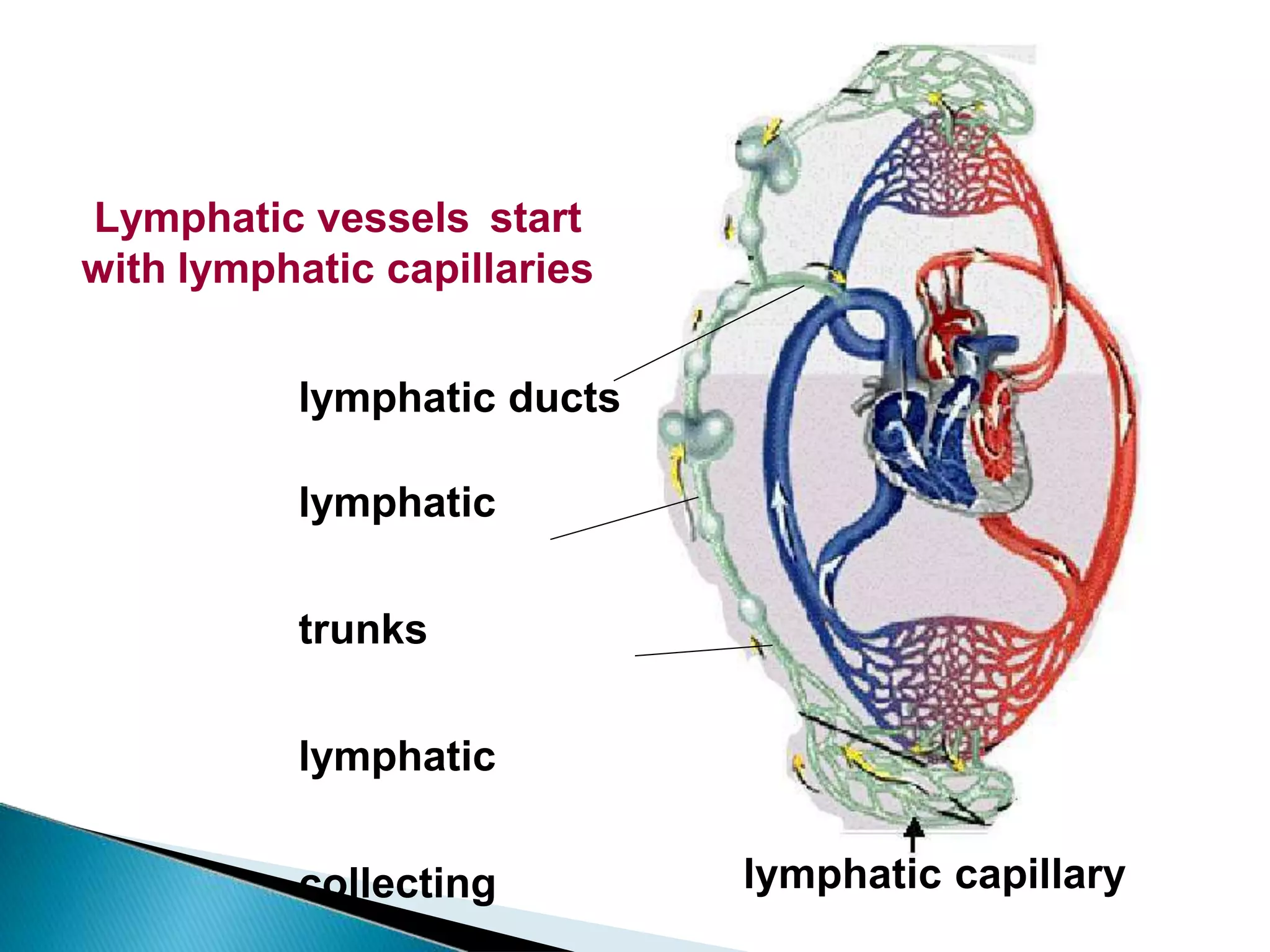 Lymphatic system.ppt